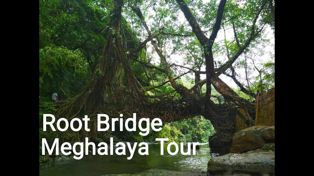 | Root Bridge | Shillong, Meghalaya #TravelofArJo #nature #rootbridge ...