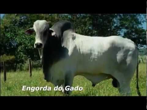 Wolf Seeds - Conversa de Boi - Alma Propaganda
