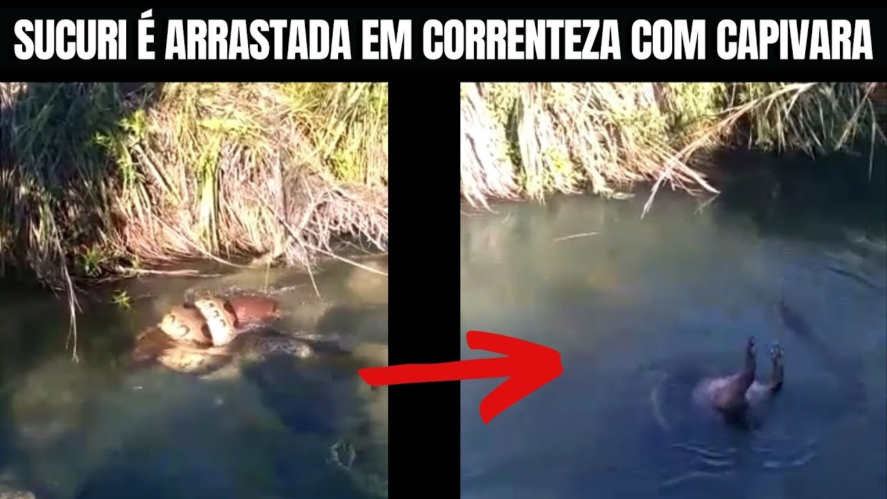 Sucuri Verde Comendo Capivara SUCURI VERDE COMENDO UMA CAPIVARA.