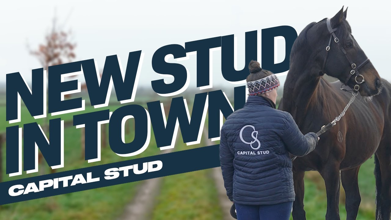 The New Stud In Town | The Stallions Of Ireland's Capital Stud | Irish ...