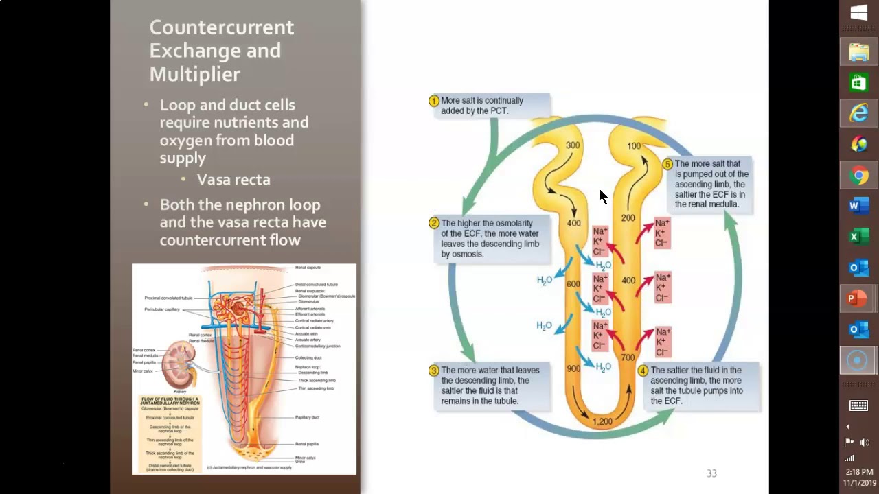 7. Countercurrent Mechanism (brief version) - YouTube