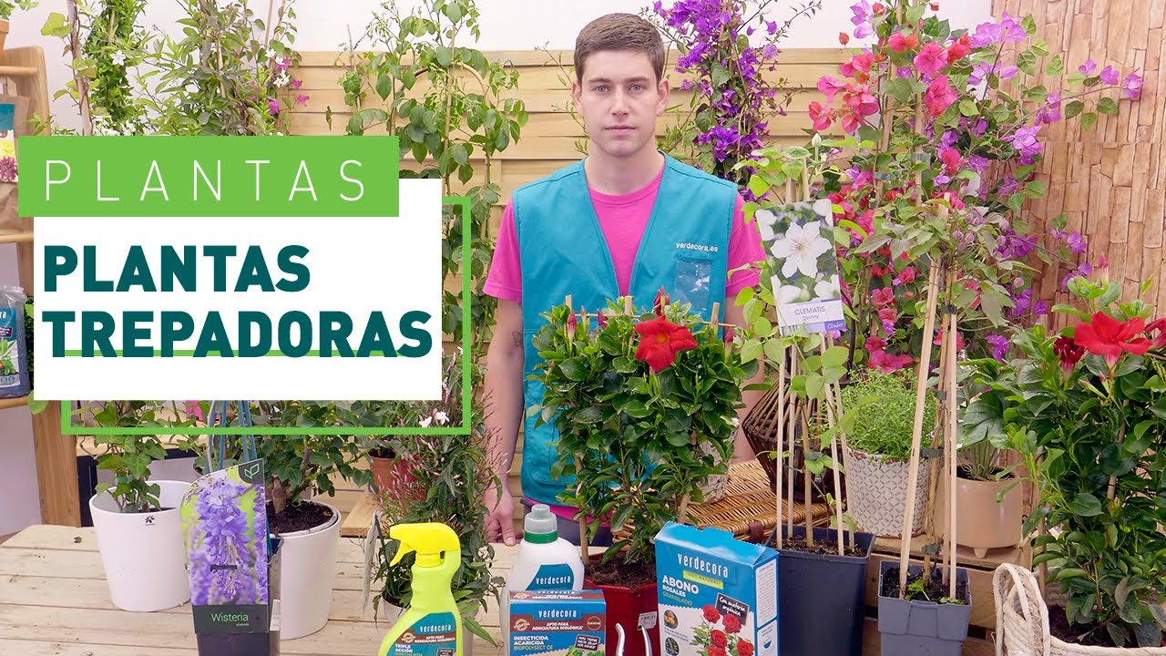 10 plantas trepadoras para la terraza o jardín | Plantas en VERDECORA ...