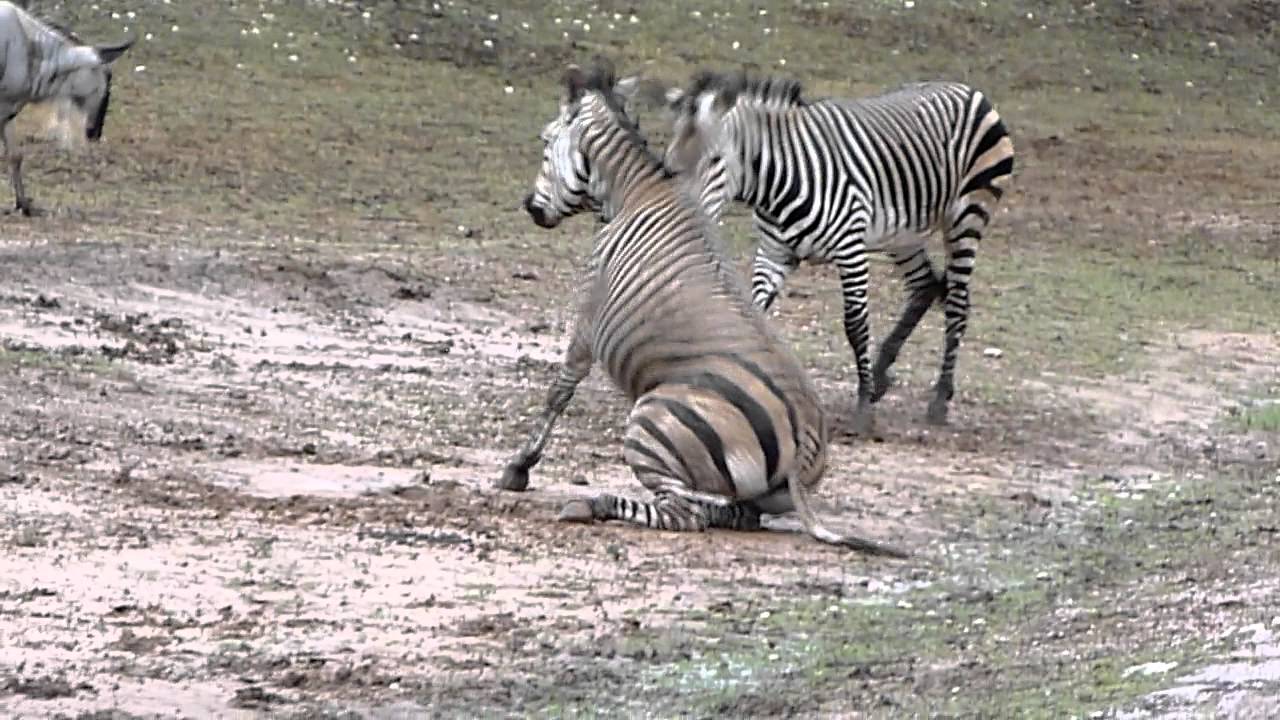 Zebra - rolling in the mud - YouTube