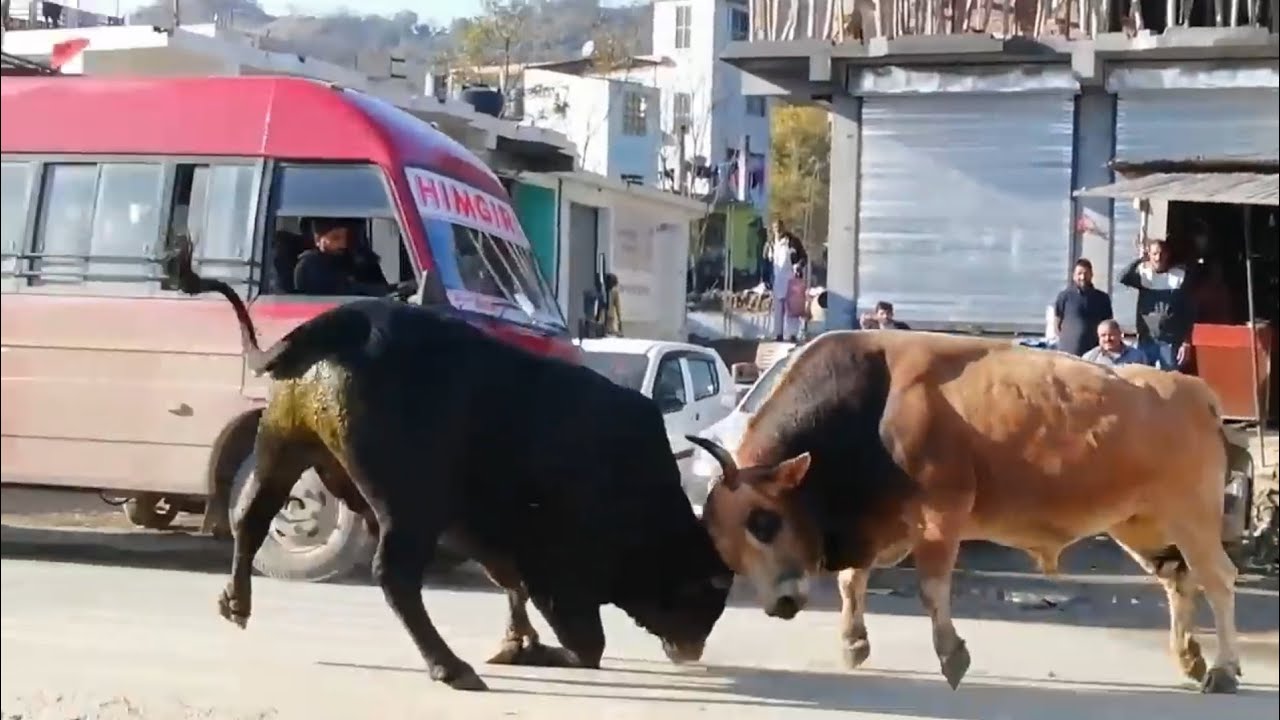 Amazing bull fight in public Road red Bull Vs Black Bull दो सांडों की ...
