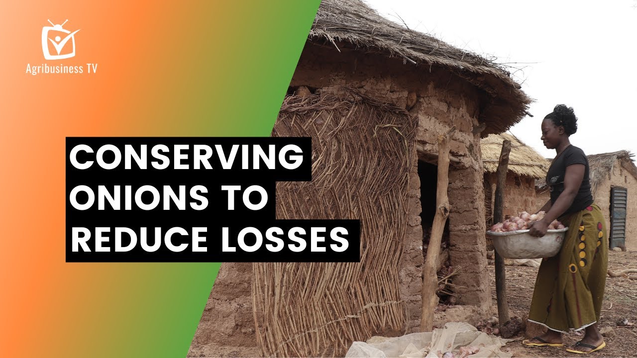 Burkina Faso: Conserving onions to reduce losses - YouTube