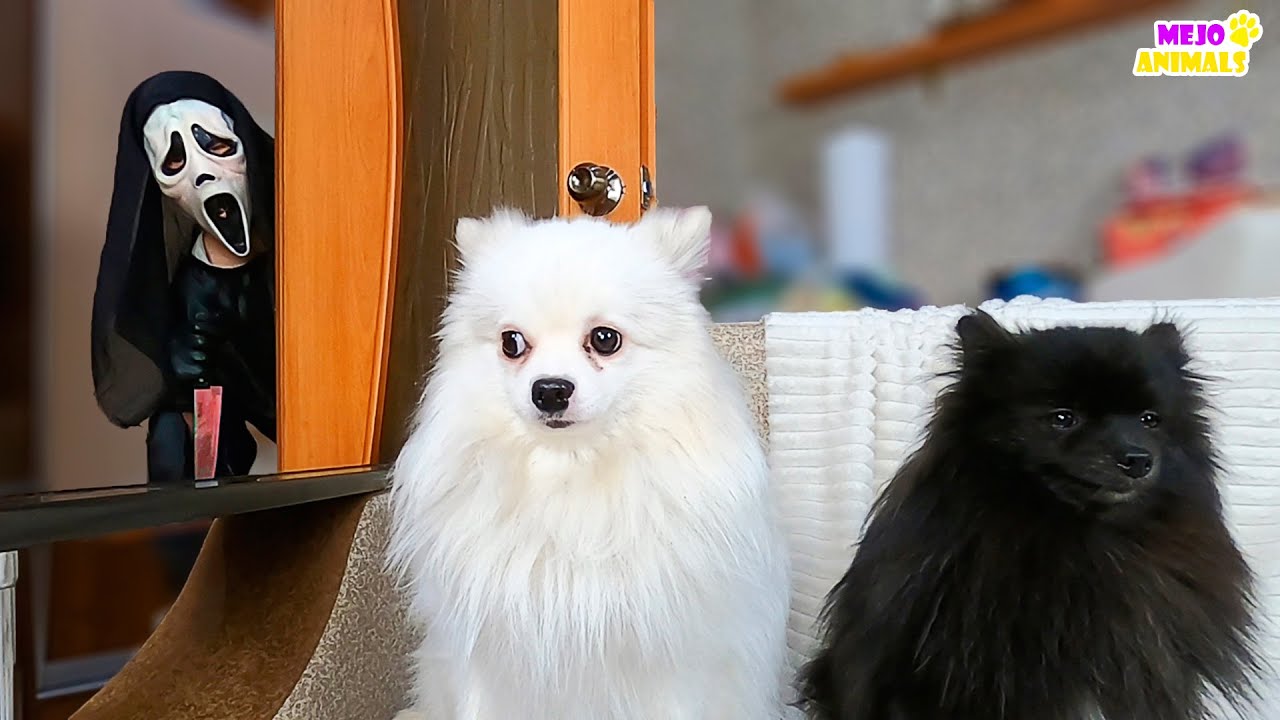 Dogs Pranked By Ghostface Mask - YouTube