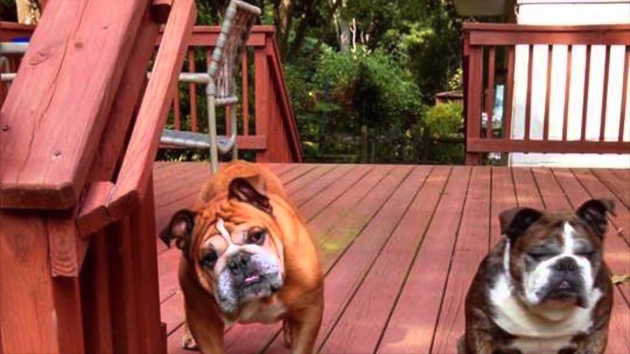 Mack Hamilton Supports Bulldog Rescue R.I.P 1-27-16 - YouTube
