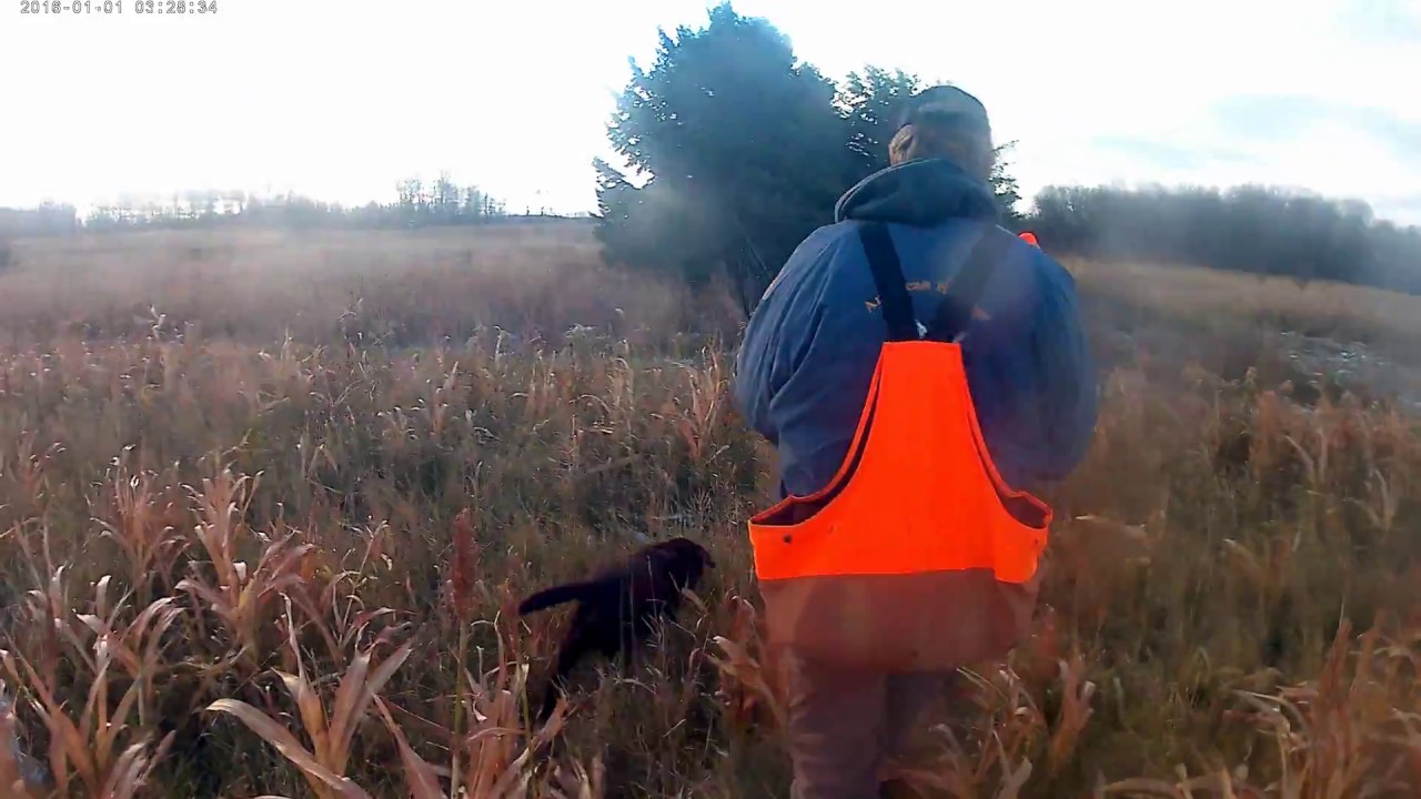 Pheasant Hunting on a Game Farm Part 1 - YouTube