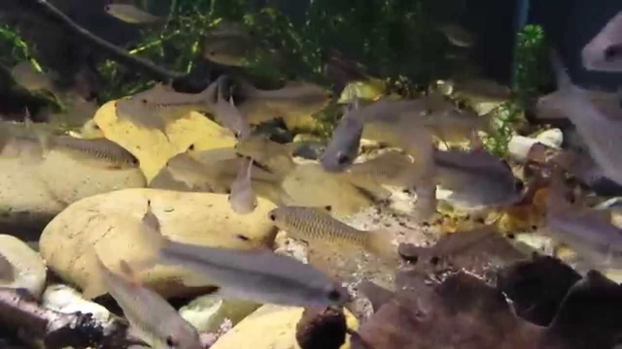 Enteromius callipterus (wild) bij Aquarium Speciaalzaak Utaka - YouTube