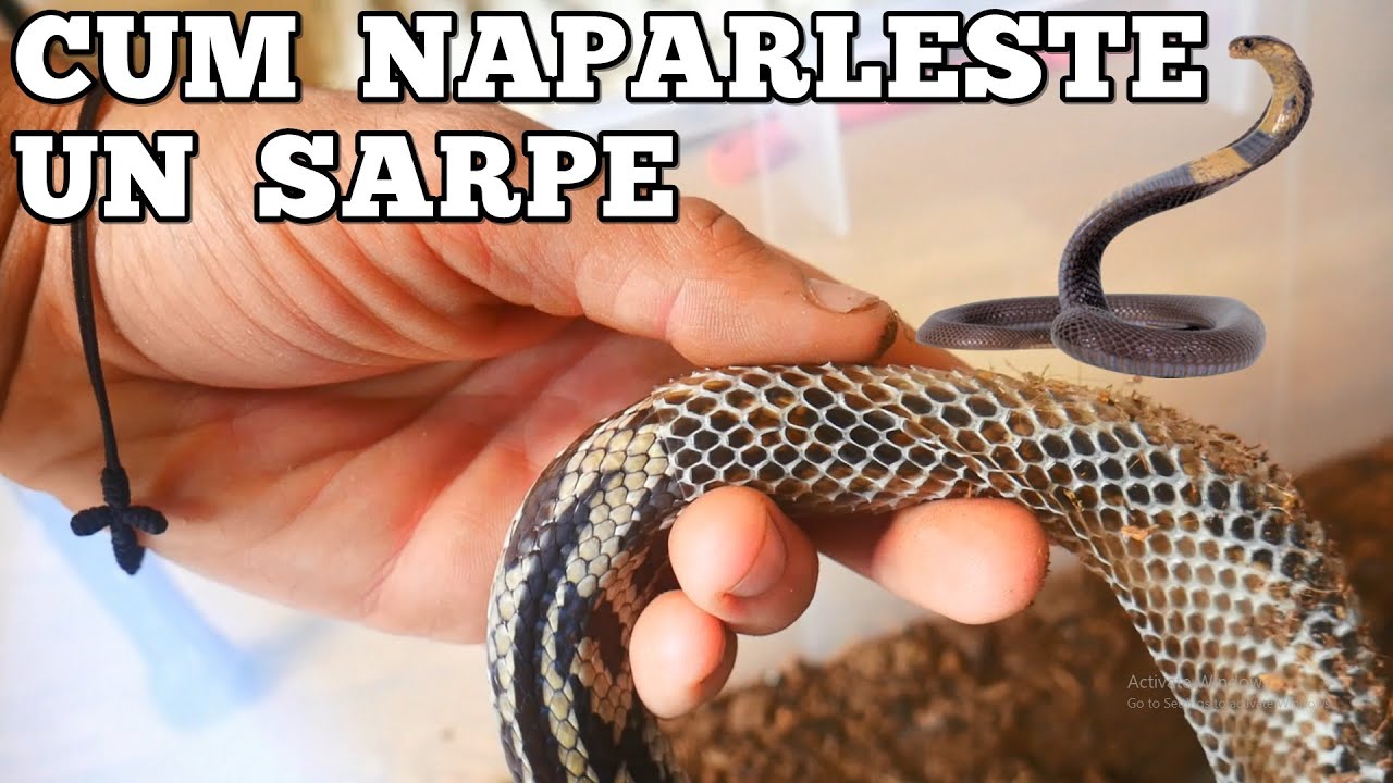 DAU CADOU O PIELE DE SARPE de 1,5m MOMENTUL ÎN CARE NĂPÂRLEȘTE UN ȘARPE ...