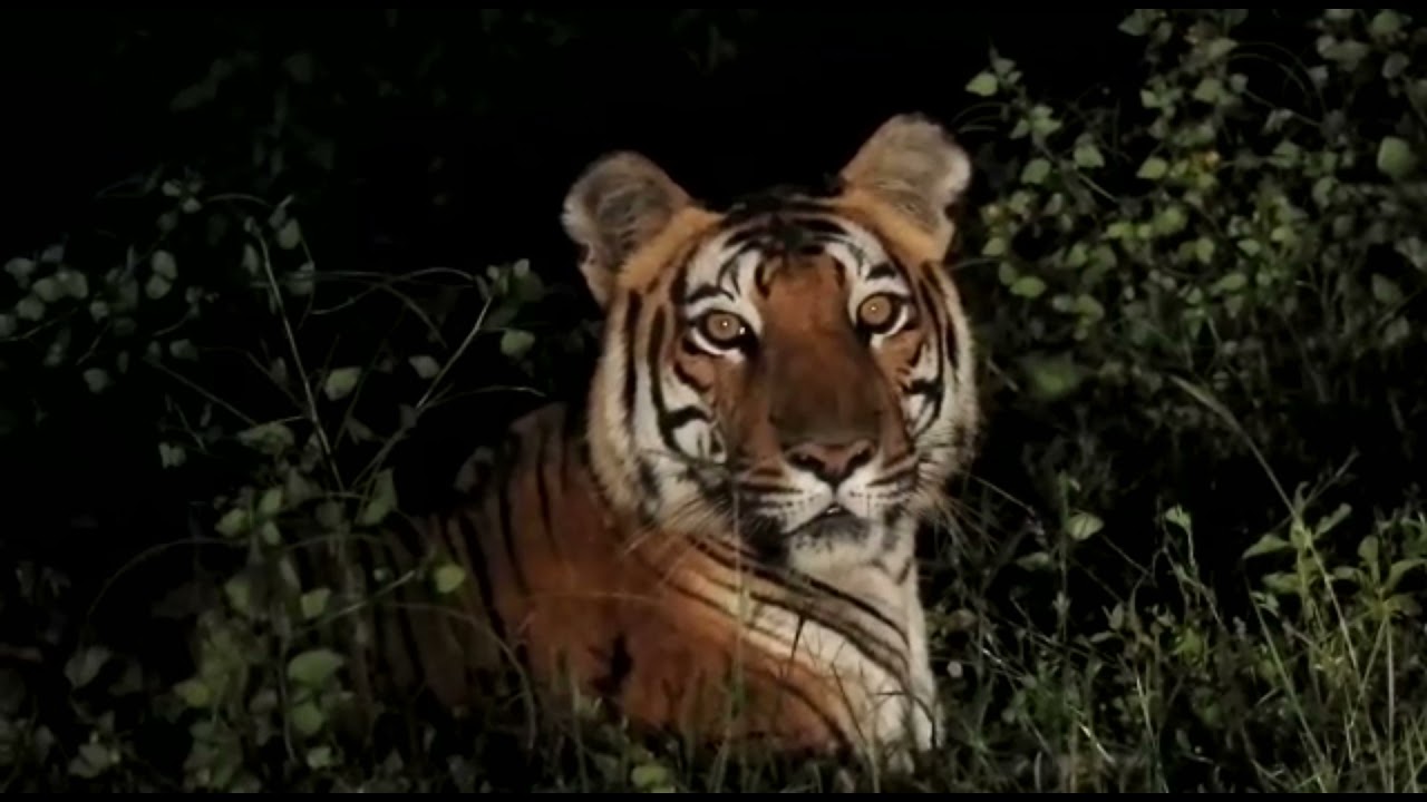 Night Time in Forest Tiger Attack - YouTube