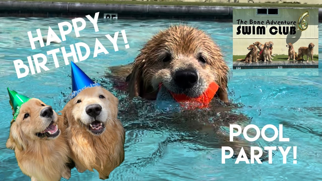 Golden Retriever celebrates birthday with a pool party - YouTube