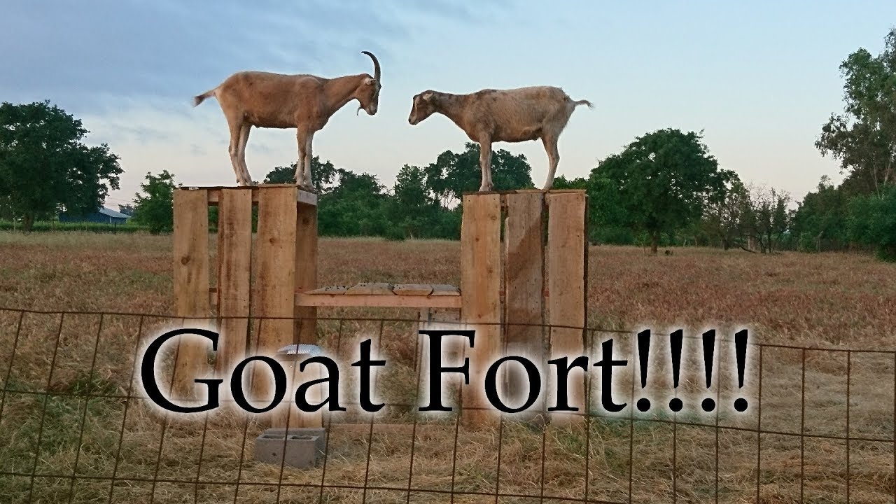 Building a fort for my Goats - YouTube