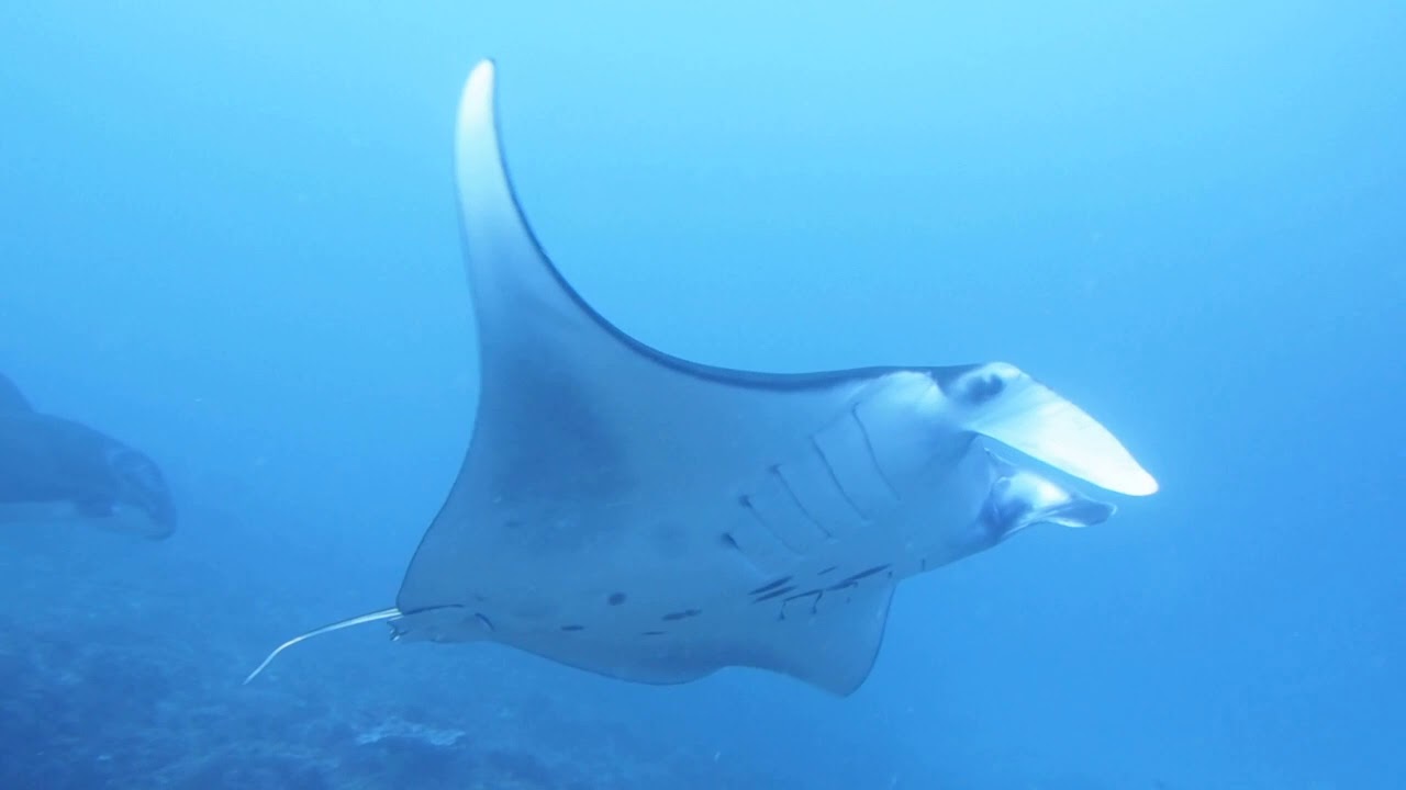 Manta Bali July 2019 - YouTube