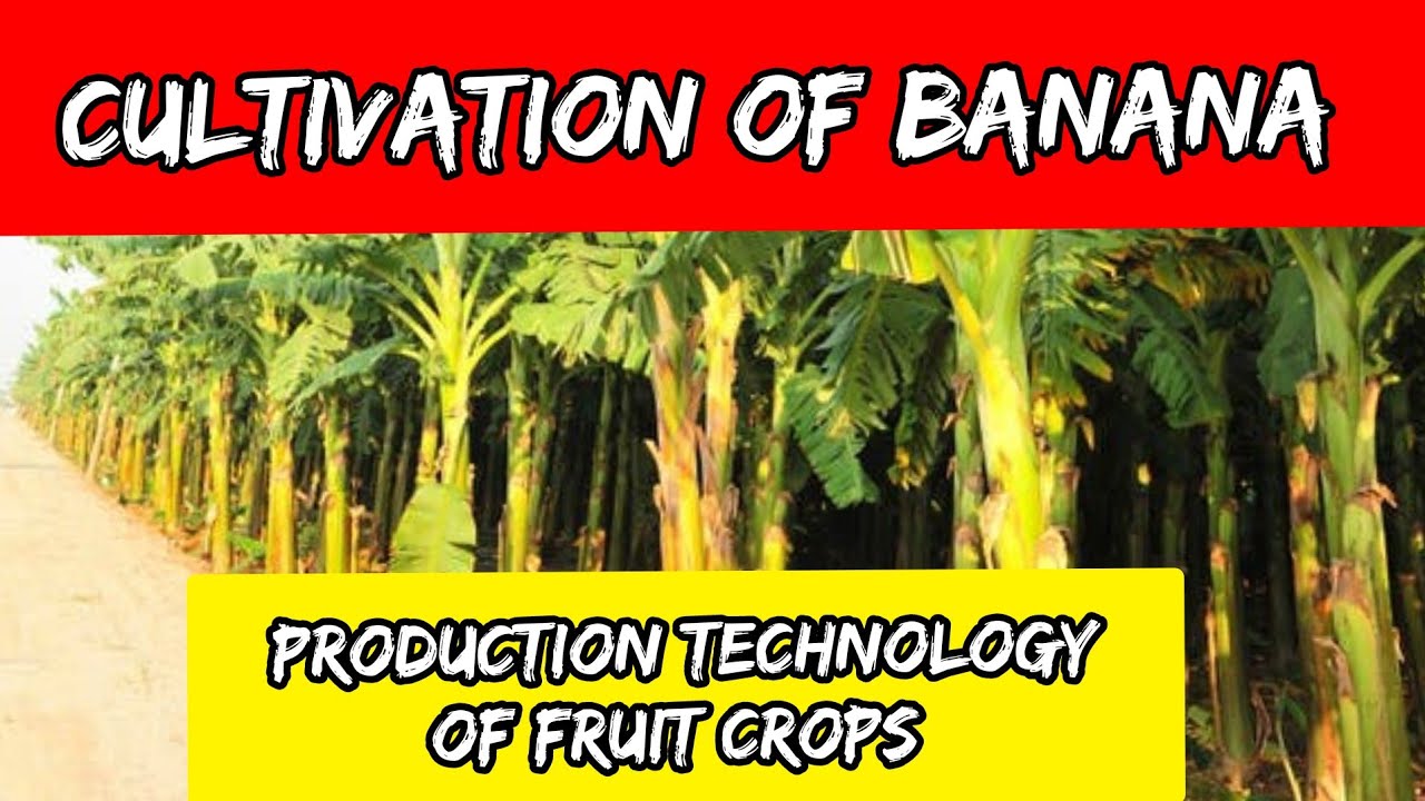 Cultivation of Banana | Banana Cultivation | Production Technology of ...