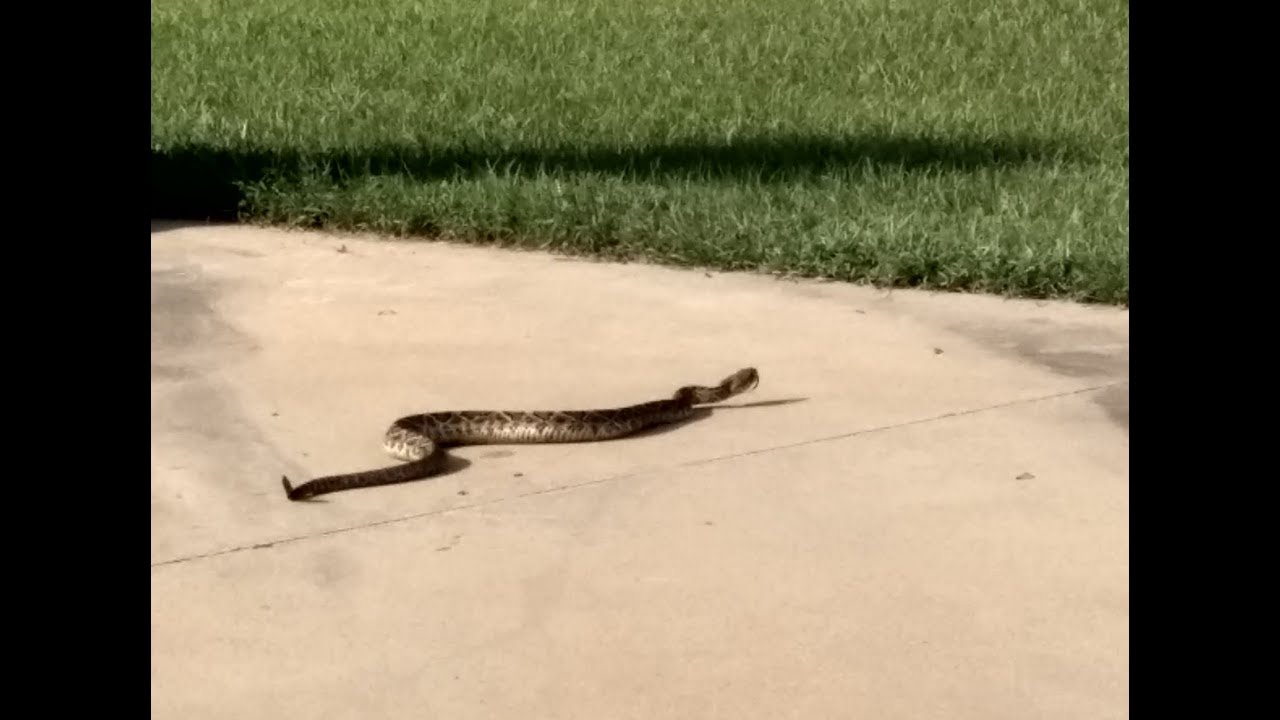 Southern Fry A Rattlesnake. How To - YouTube