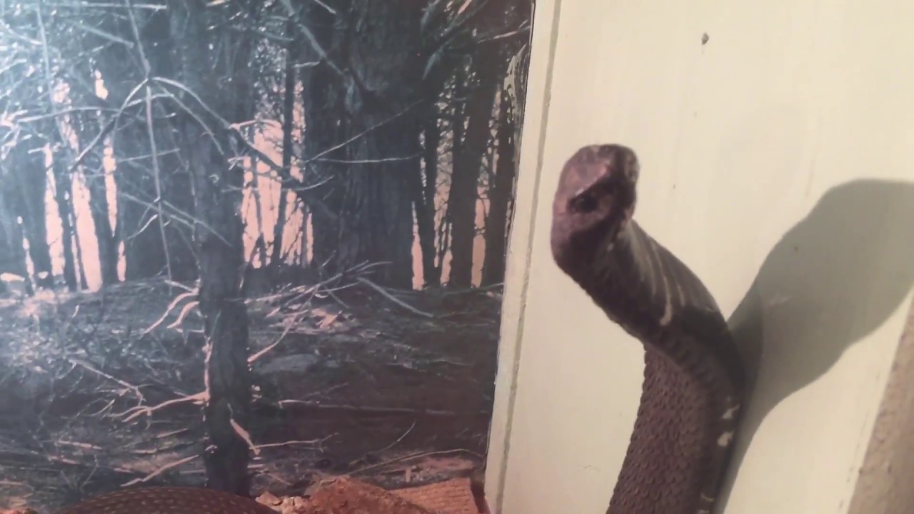 Rinkhals snake - YouTube