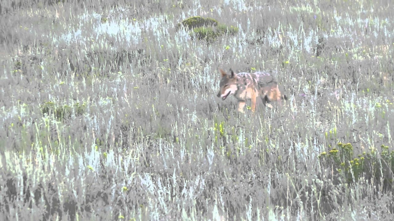 Coyote on the move - YouTube