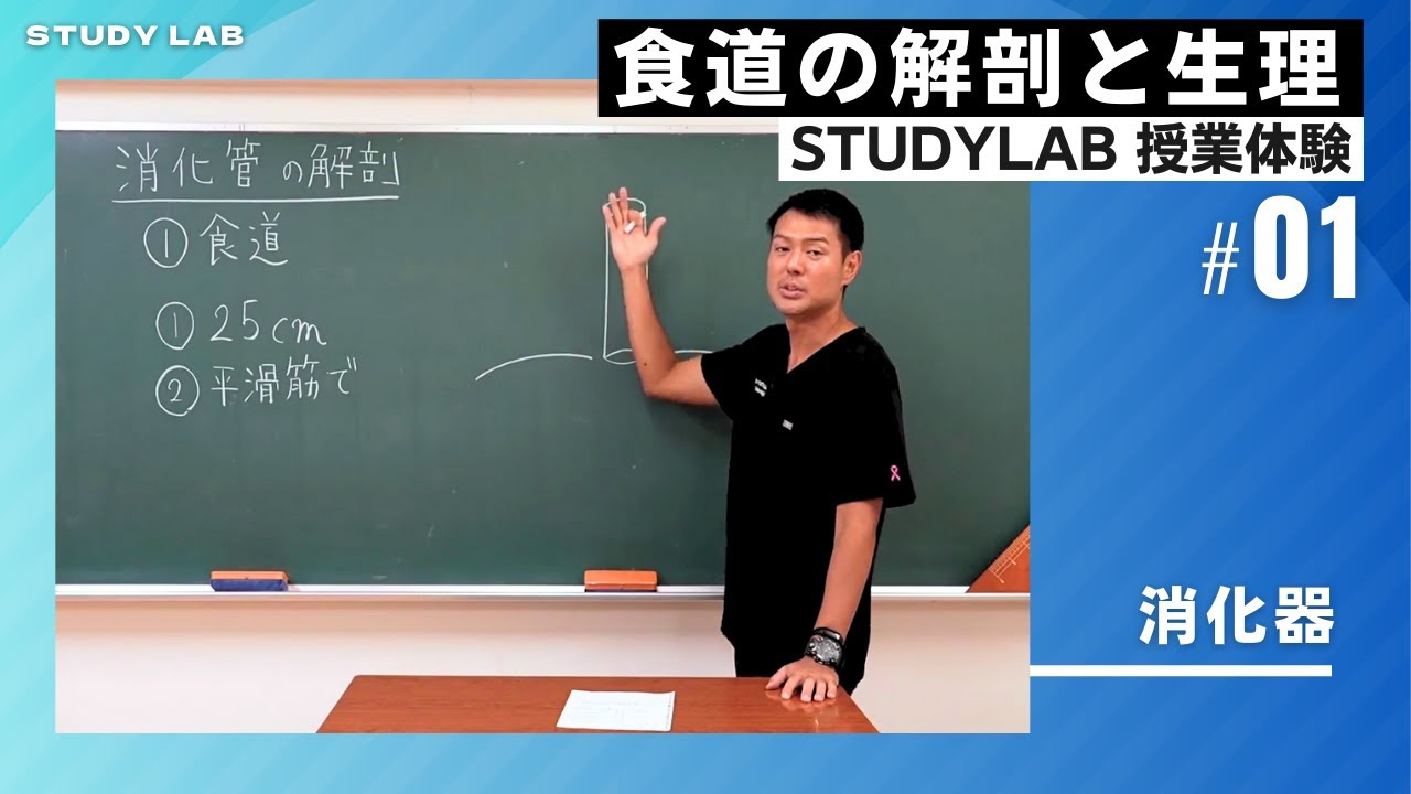 消化器 食道の解剖 オンライン講義看護師国家試験対策｜STUDY LAB#看護学生 #看護師国家試験 #看護師 - YouTube