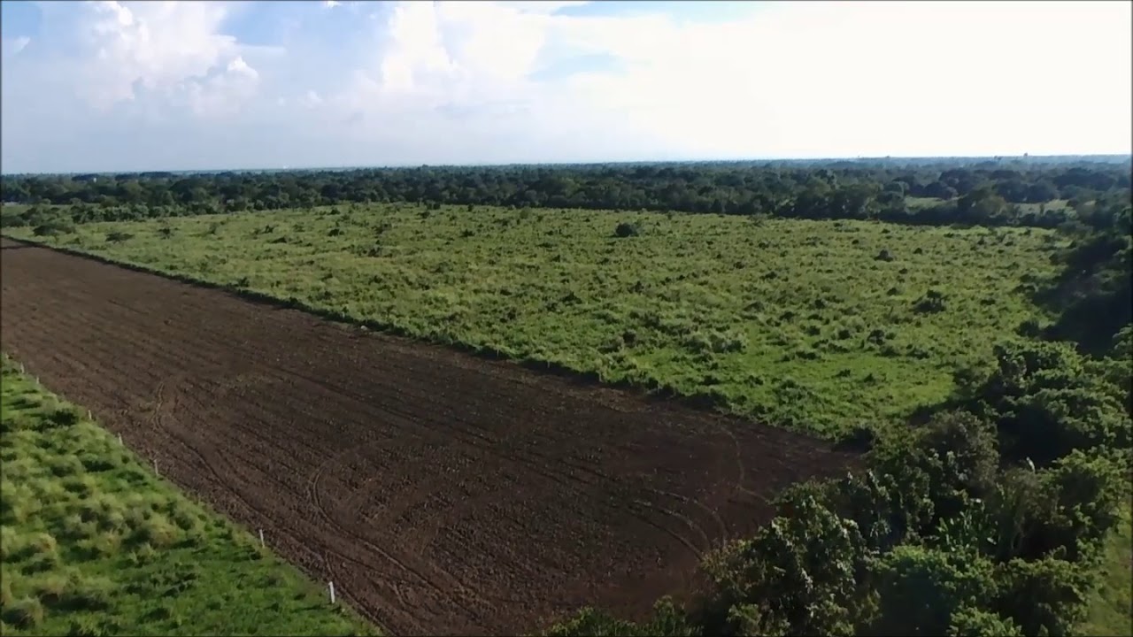 The new napier forage plot at Rancho Caridad - YouTube