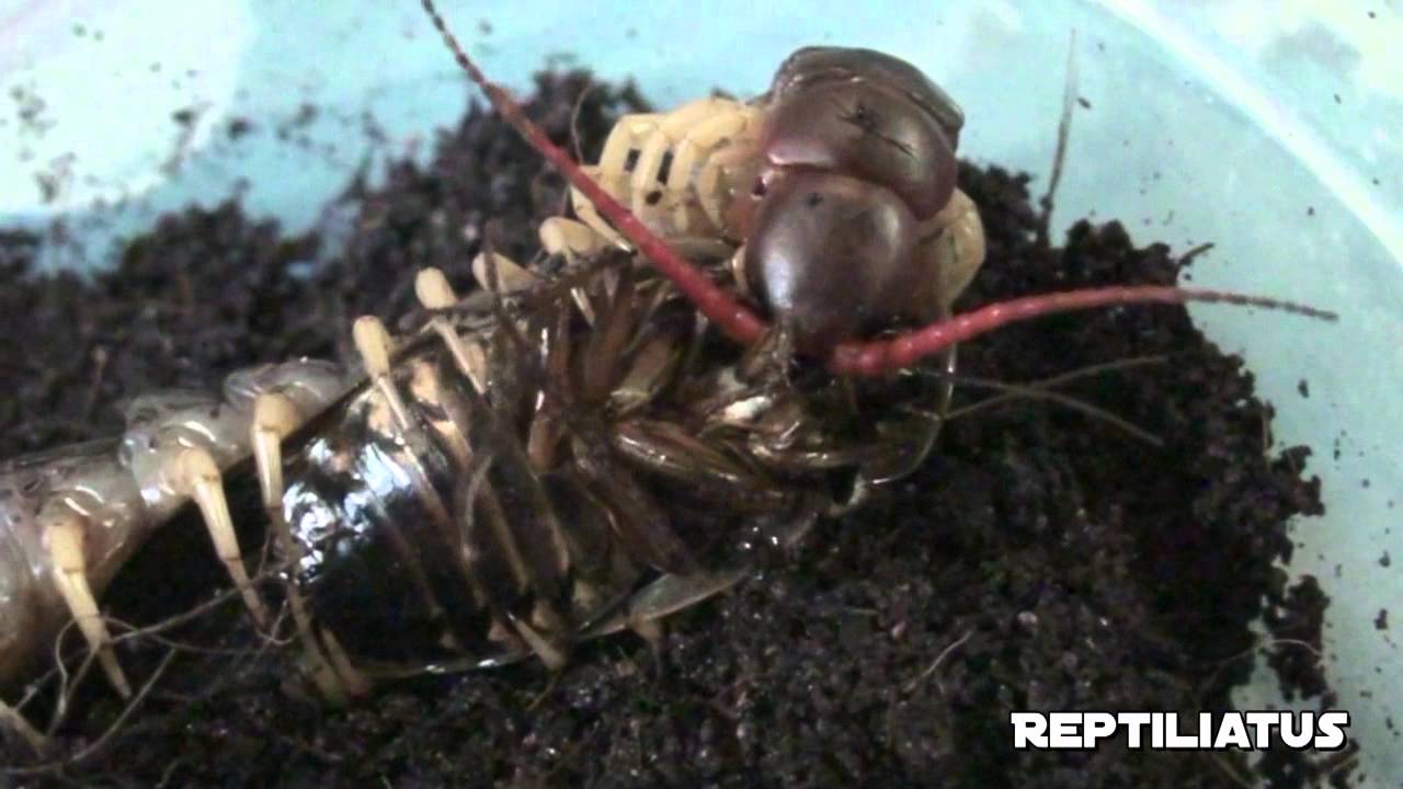 House Centipede Eating Cockroach