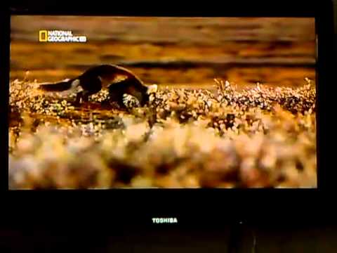 Yu-Ma-Tu Full HD cccam performance v1.3.09