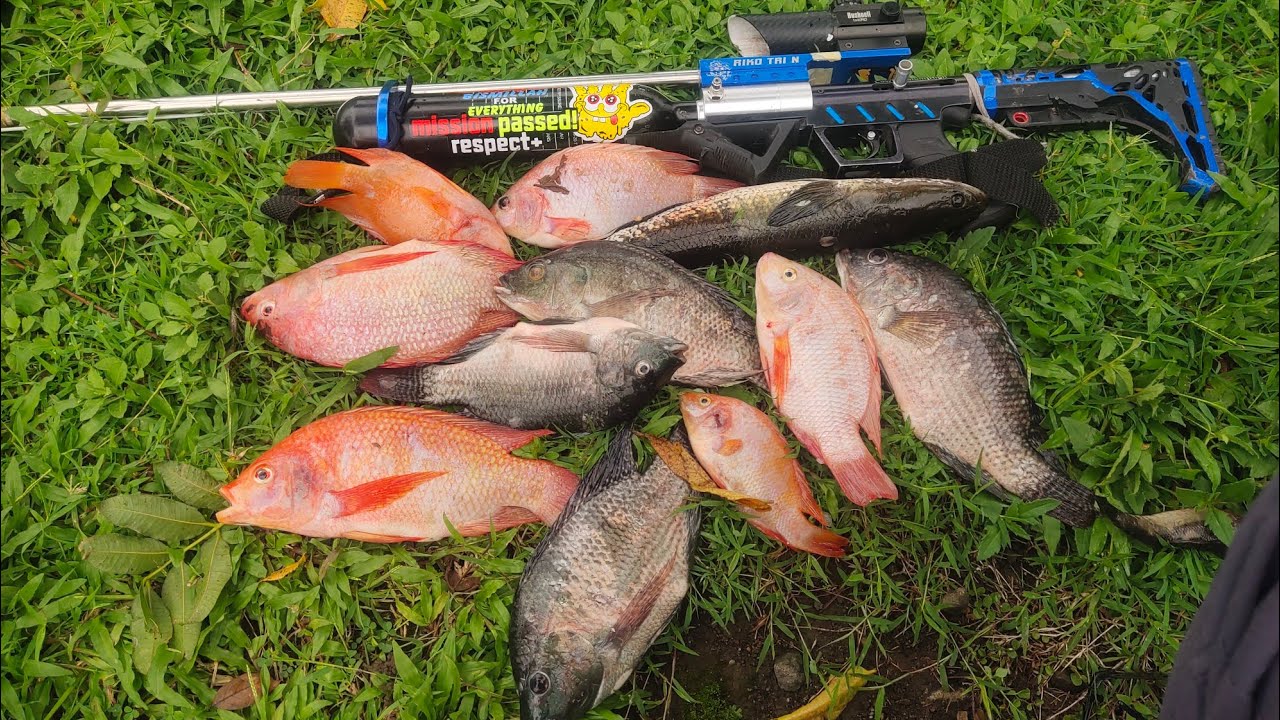 Paser mania//PANORAMA sarangnya ikan nila jumbo WADUK CENGKLIK - YouTube
