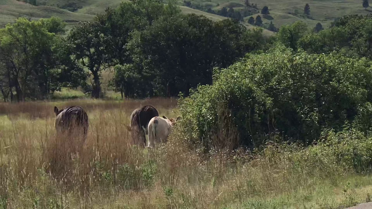 Burros of Custer State Park Black Hills South Dakota - YouTube
