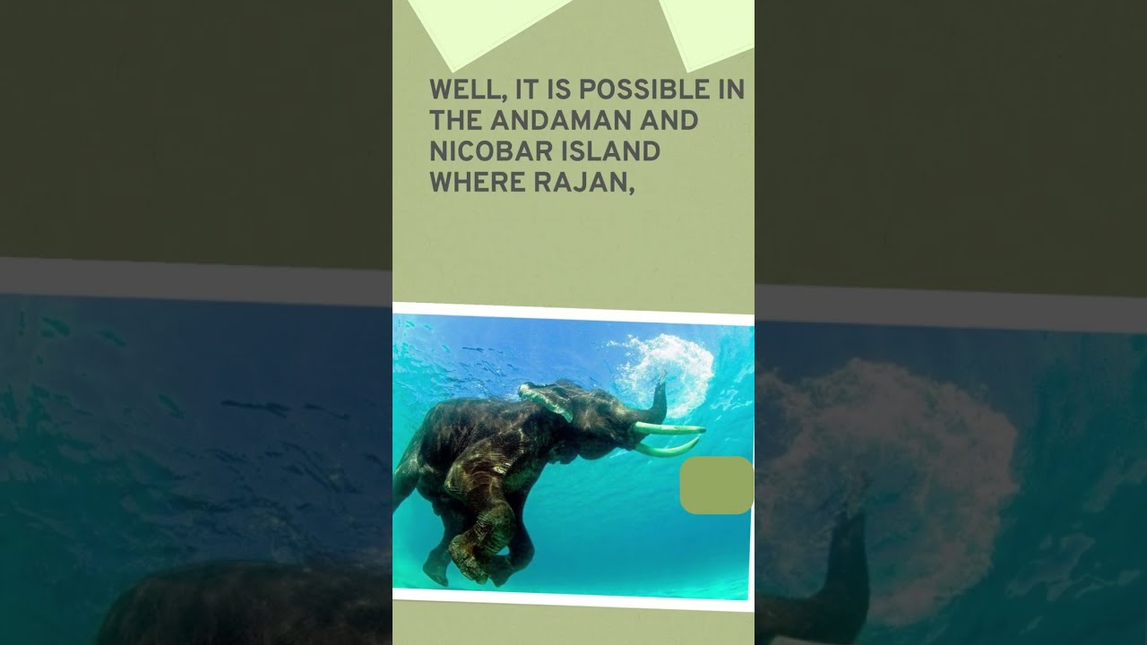 ELEPHANTS SNORKEL | ELEPHANT FACTS - YouTube