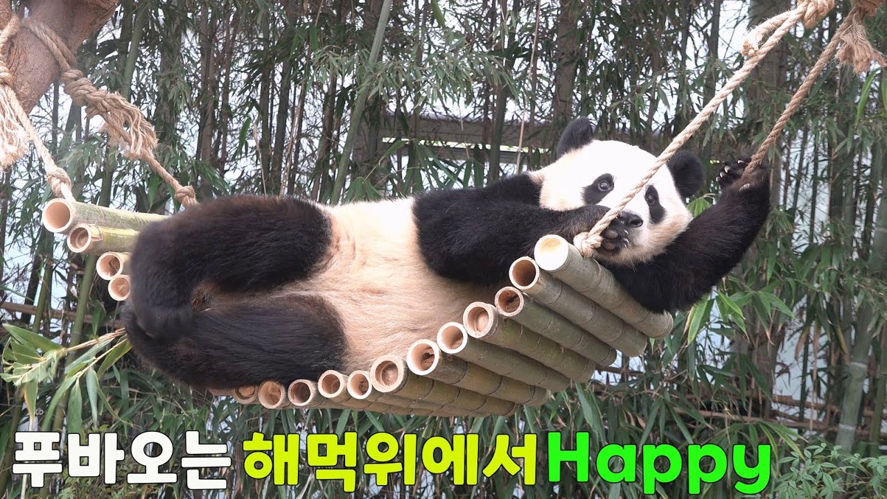 에버랜드 판다 푸바오는 해먹위에서 Happy 대나무 냠냠하고 리치판다 답게 잘노는 푸바오 해먹이랑 잘 어울리는 판다 좋은 컨디션으로 야외 방사장 에서 놀기