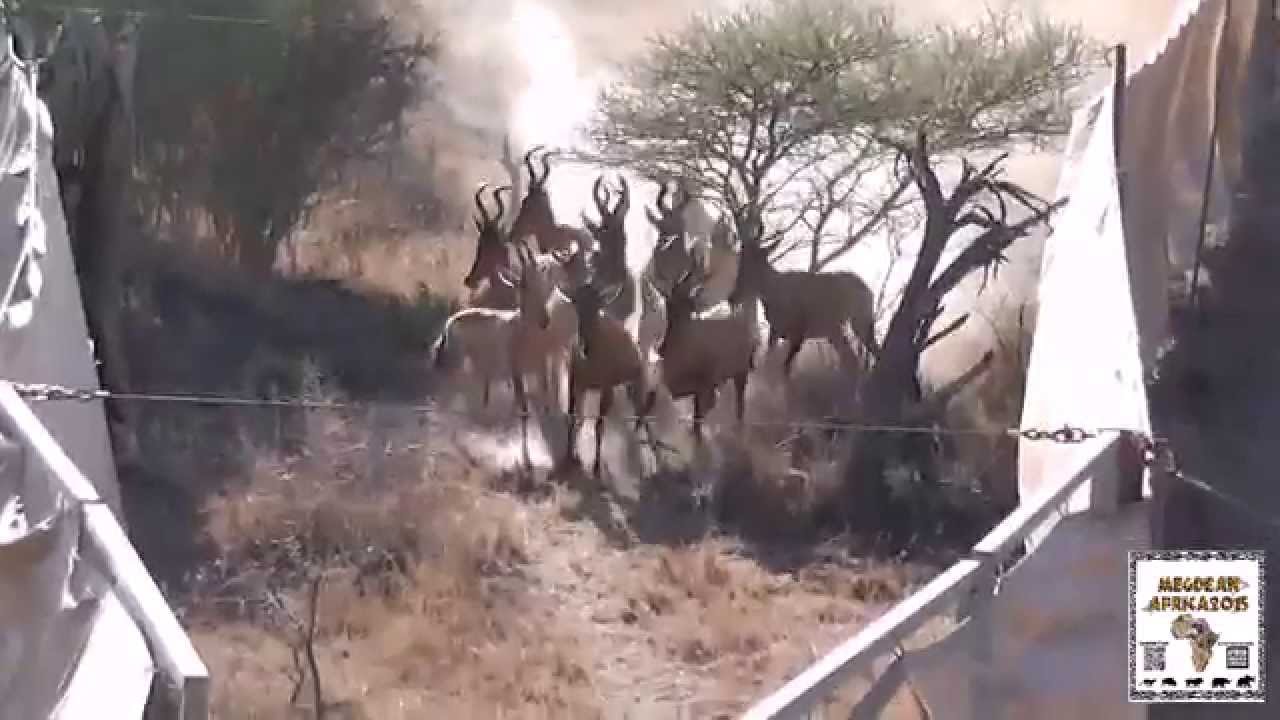 043 Boma Run - Hartebeest Full Capture - YouTube