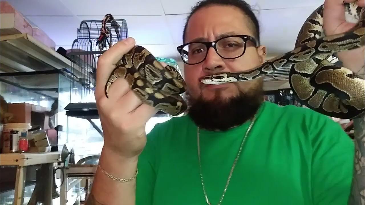 Ball Pythons - YouTube