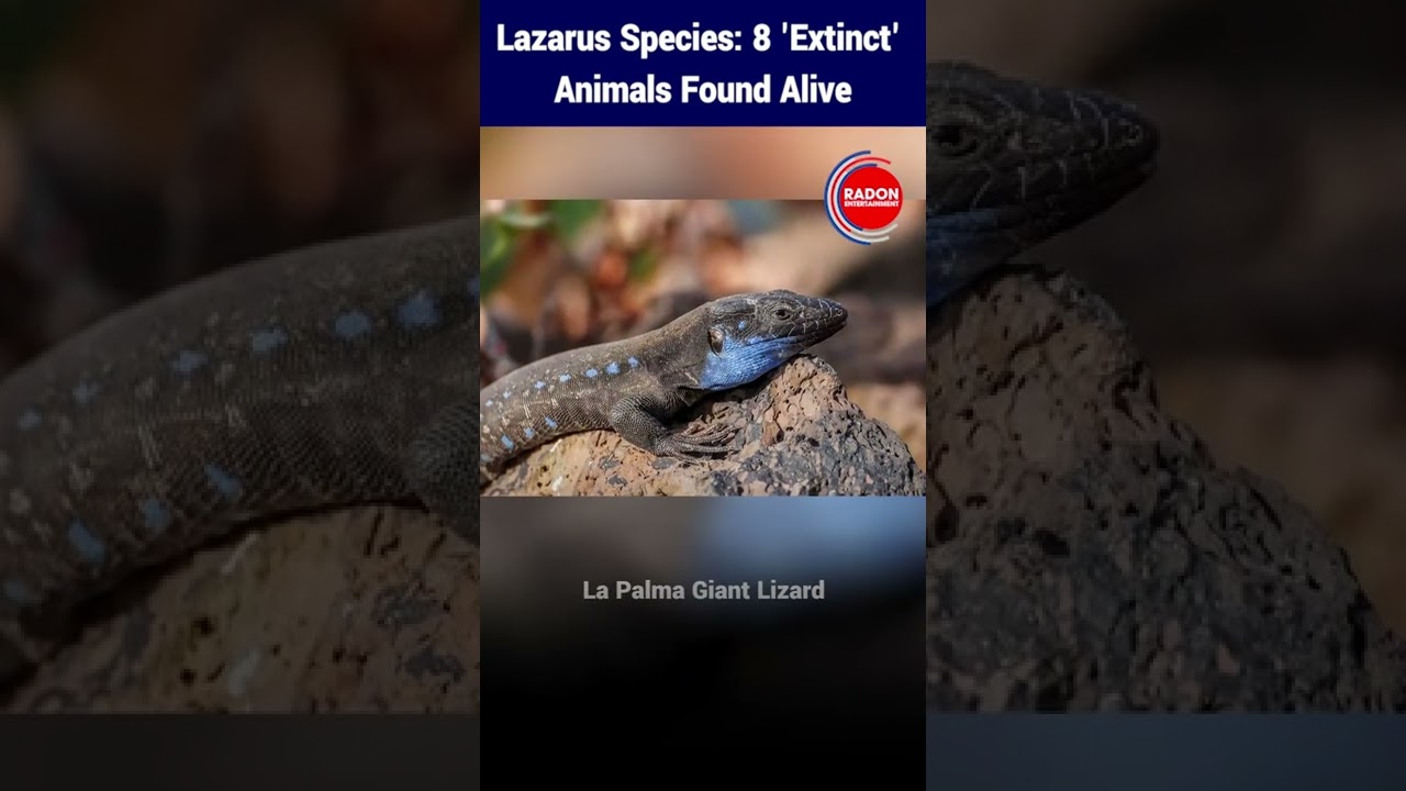 Lazarus Species: 8 'Extinct' Animals Found Alive || Radon Entertainment ...