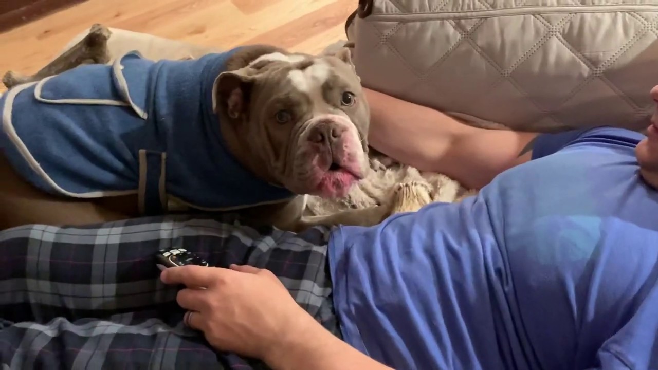 Bad Bulldog defends his chair. - YouTube