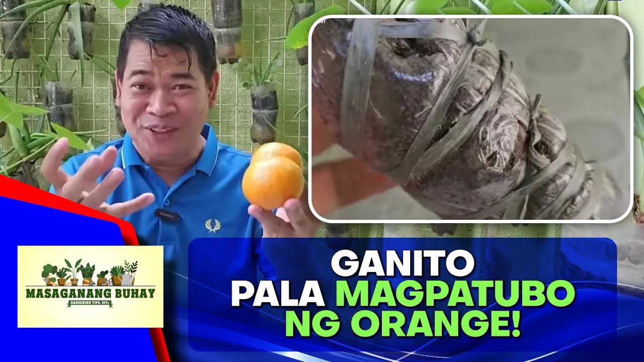 Paano mag-marcot ng orange? - YouTube