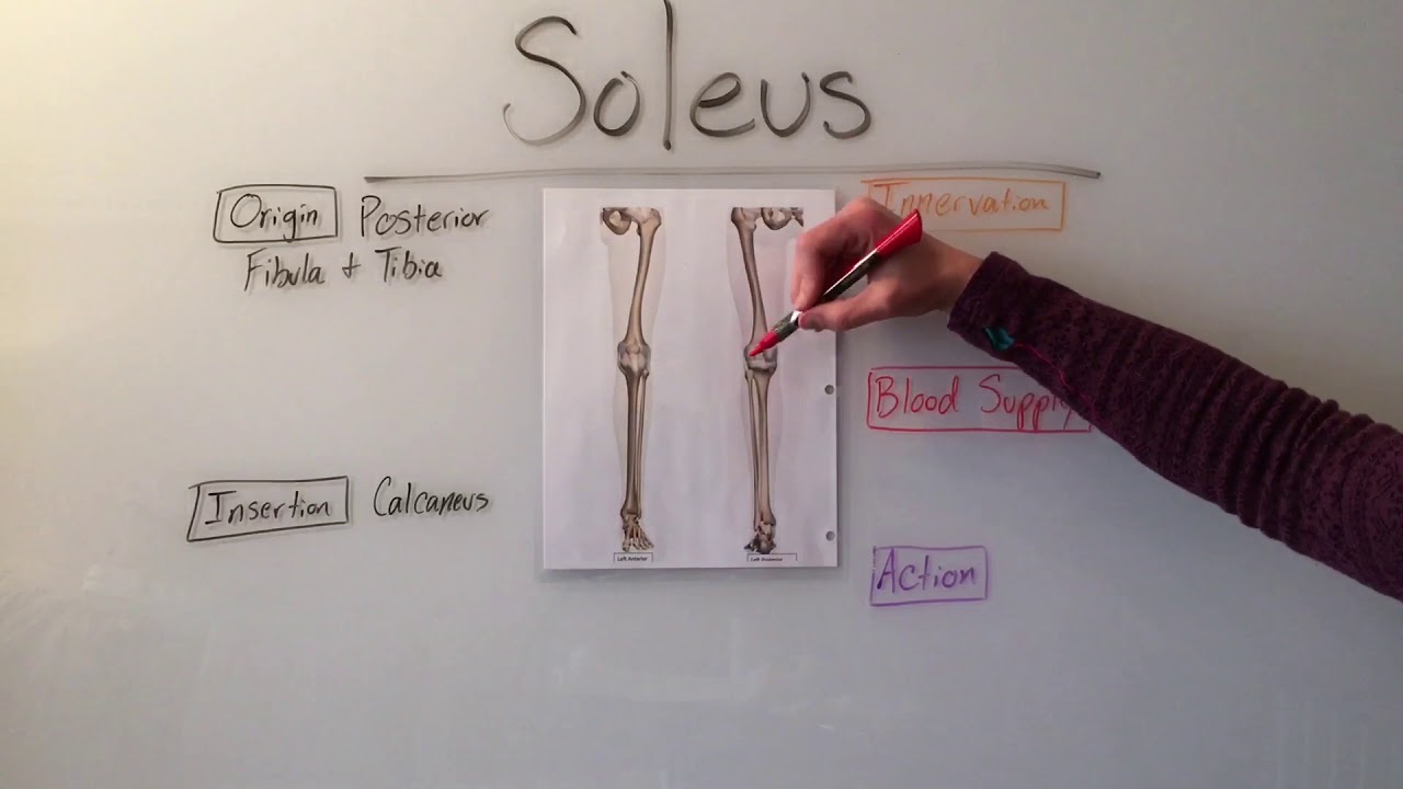 Soleus Muscle Anatomy - YouTube