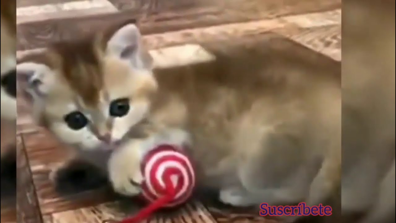 OMG So Cute ♡ La mejor compilación de perros y gatos divertidos Best ...