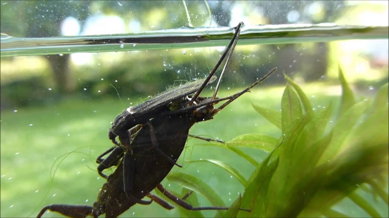 L'accouplement de la Nèpe cendrée (Nepa cinerea) ou "Scorpion d'eau ...