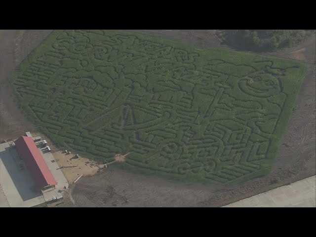 Real Maze Aerial