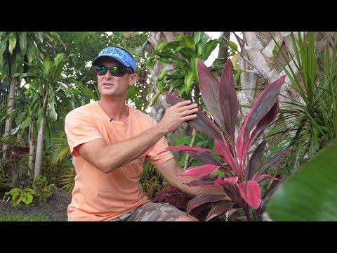 How Fast Do Hawaiian Ti Plants Grow