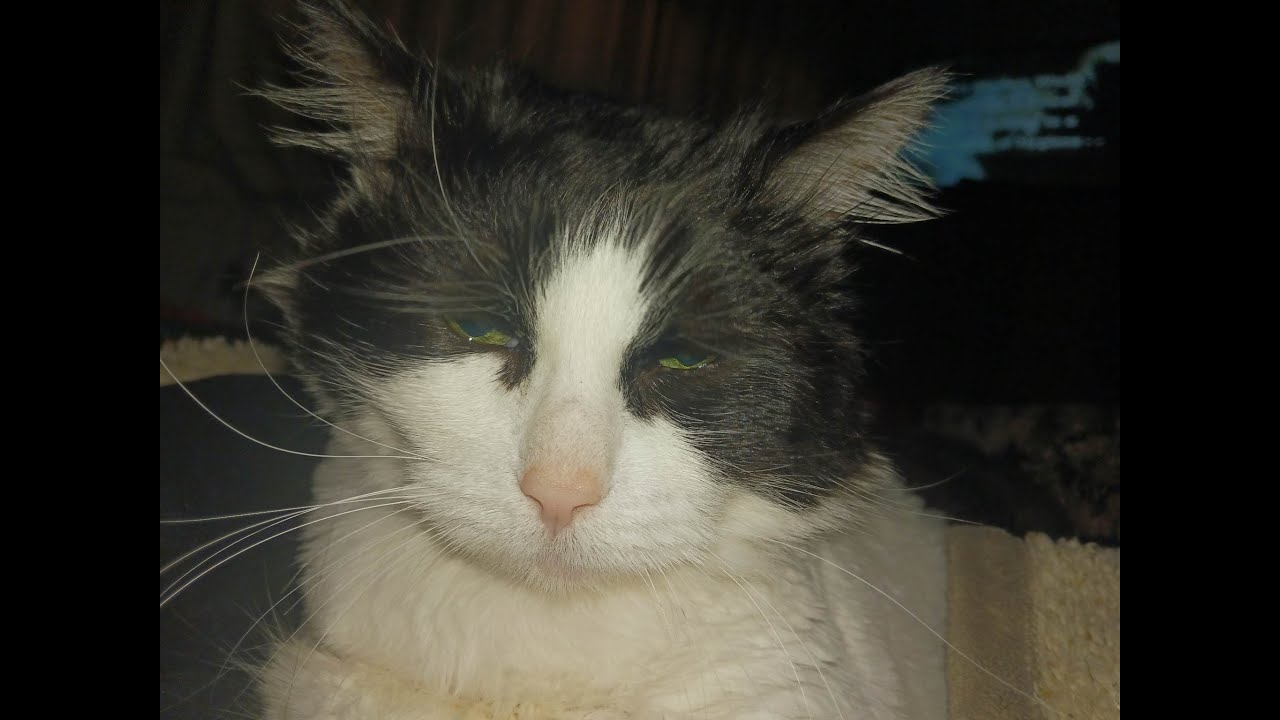 The Adventures of Miley the Cat: For the Pets - YouTube