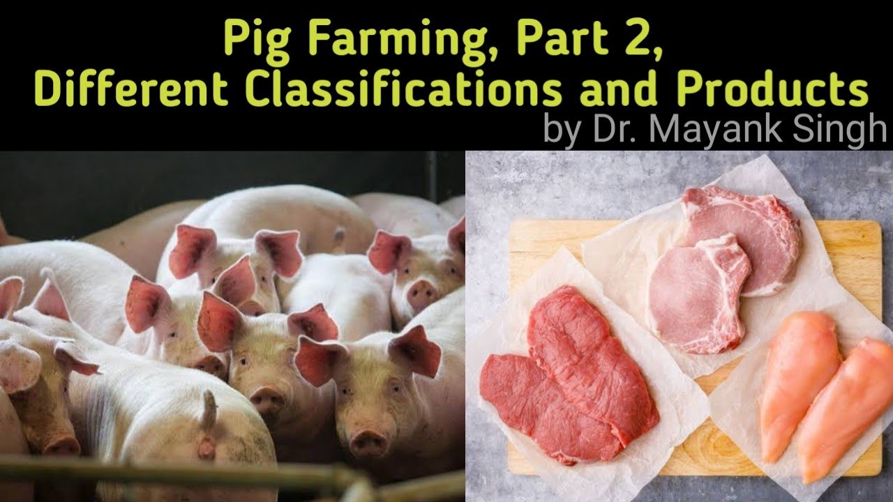 Pig Farming, Part 2, Different Classifications and Products | Dr ...