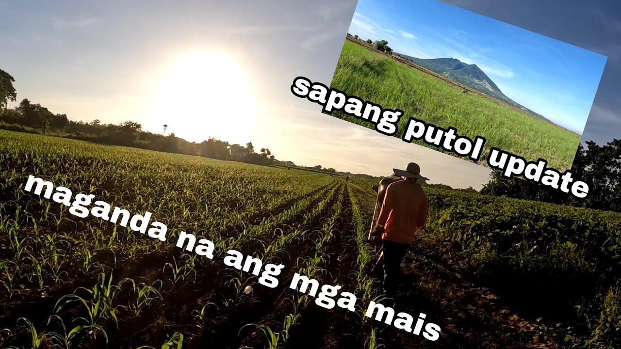SAPANG PUTOL UPDATE + MAGANDA NA ANG MGA MAIS - YouTube