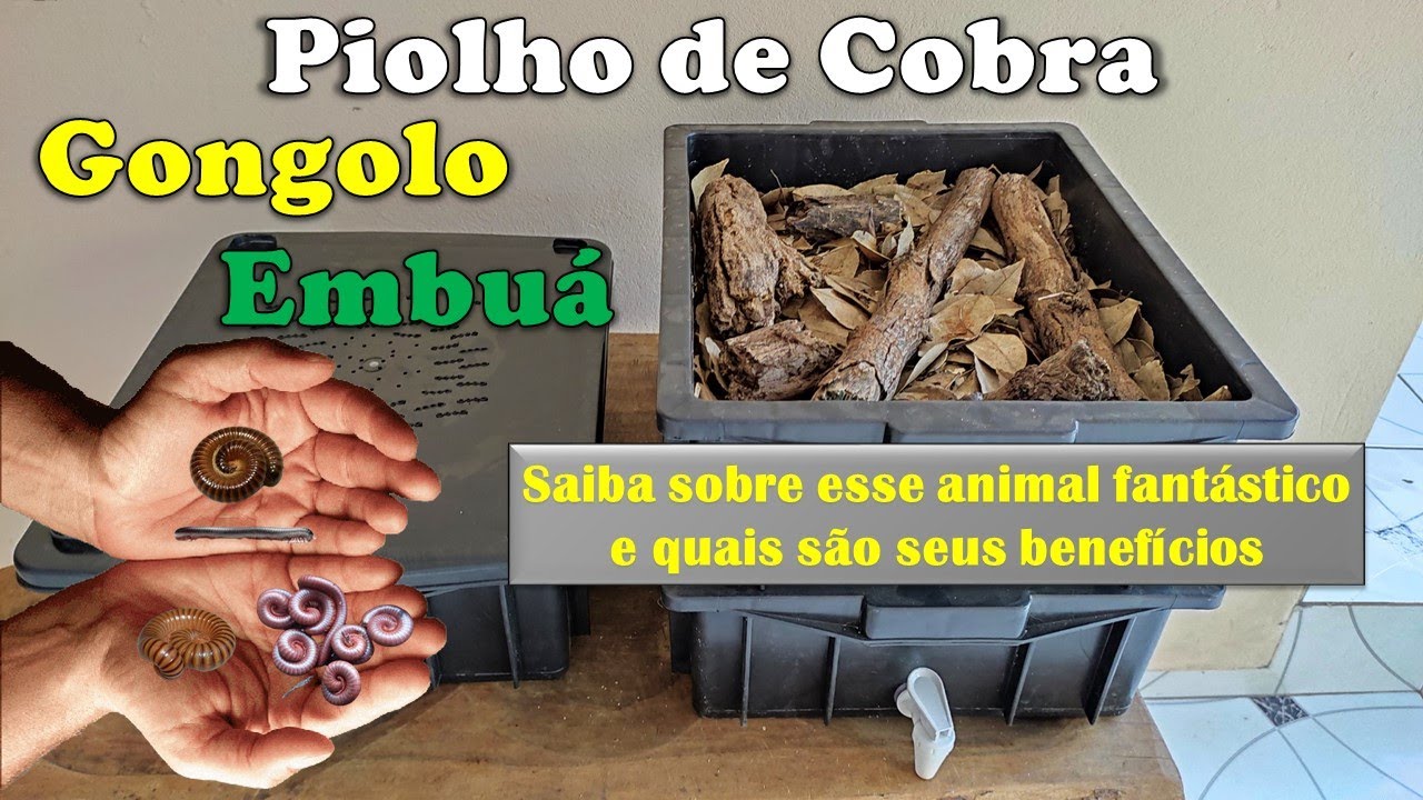 Gongolo - Piolho de Cobra: Você Conhece? Produz um Húmus Fantástico ...