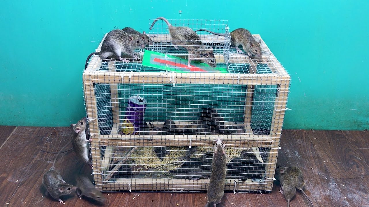 Best Mouse Trap Monday Good Idea How To Make Mouse Trap With Grille best-mouse-trap-monday-good-idea-how-to-make-mouse-trap-with-grille