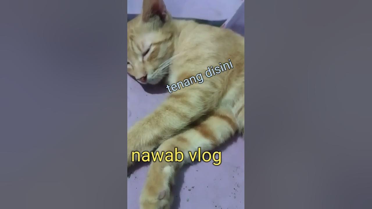 Tenang sleep# sleping #explore # viral - YouTube