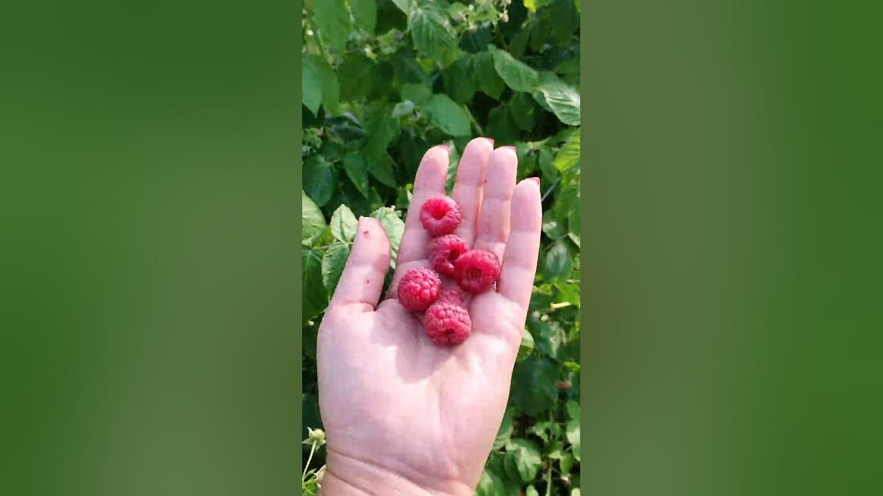Малина Джоан Джей 29.07.23 - YouTube