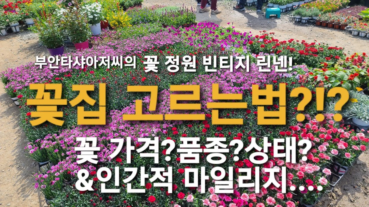 꽃집고르는방법 타샤누나분들의 선택 기준이 궁금해요 꽃 가격 상태 인간적관계 부안타샤아저씨의 꽃 정원 빈티지 린넨옷가게 이야기 아름다운정원 정원가꾸기 장미 체리