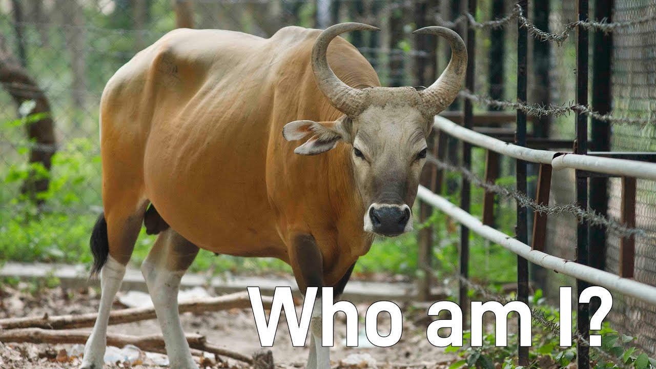 Who Am I? Rare cattle species found in Cambodia - YouTube