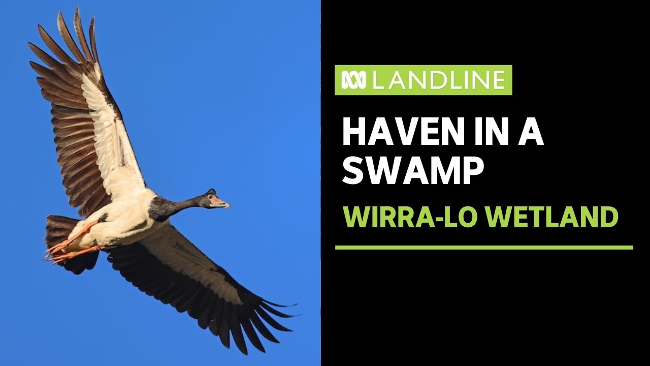These farmers built a wildlife haven in a swamp | Landline | ABC News ...